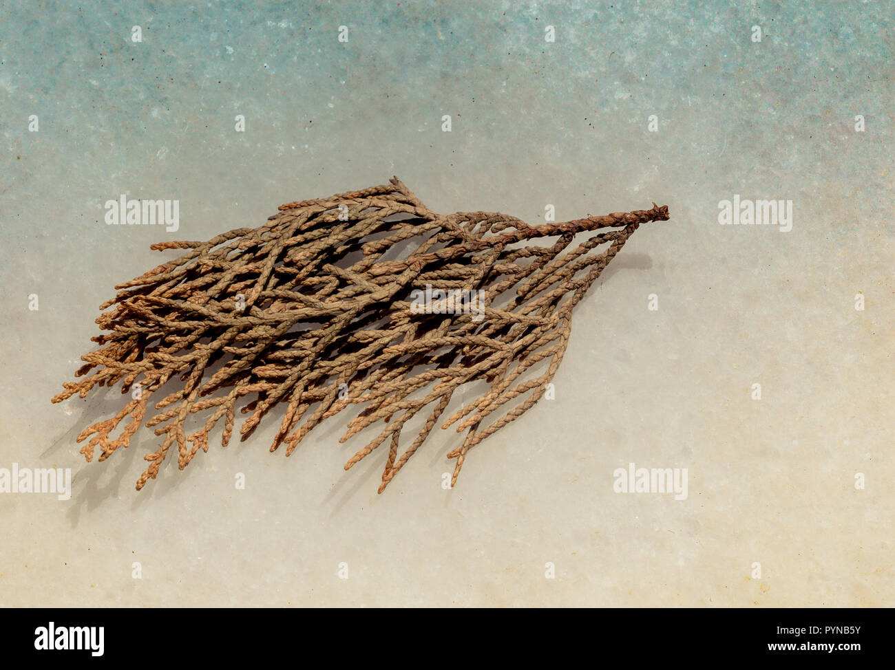 Dry tree leaf as an Autumn background Stock Photo - Alamy