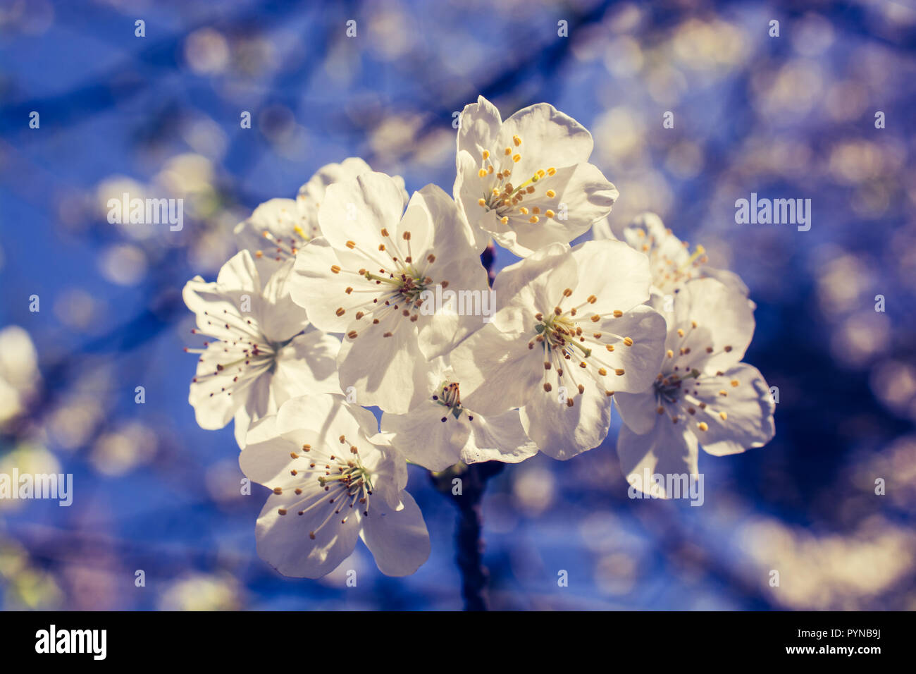 Tree bloom blossom beautiful flowers in spring season Stock Photo - Alamy