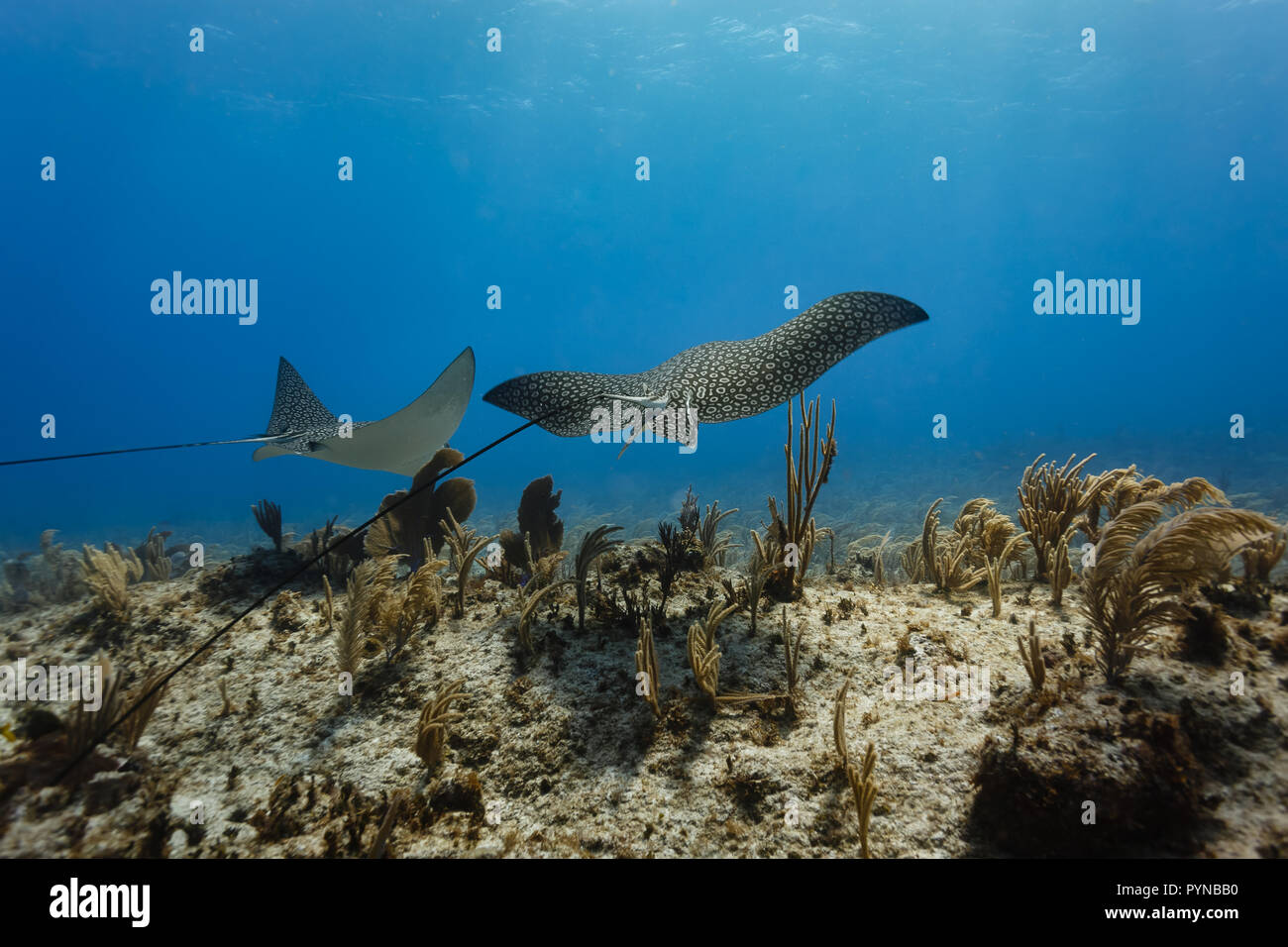 Peaceful view of pair of spotted sting rays floating above branching ...