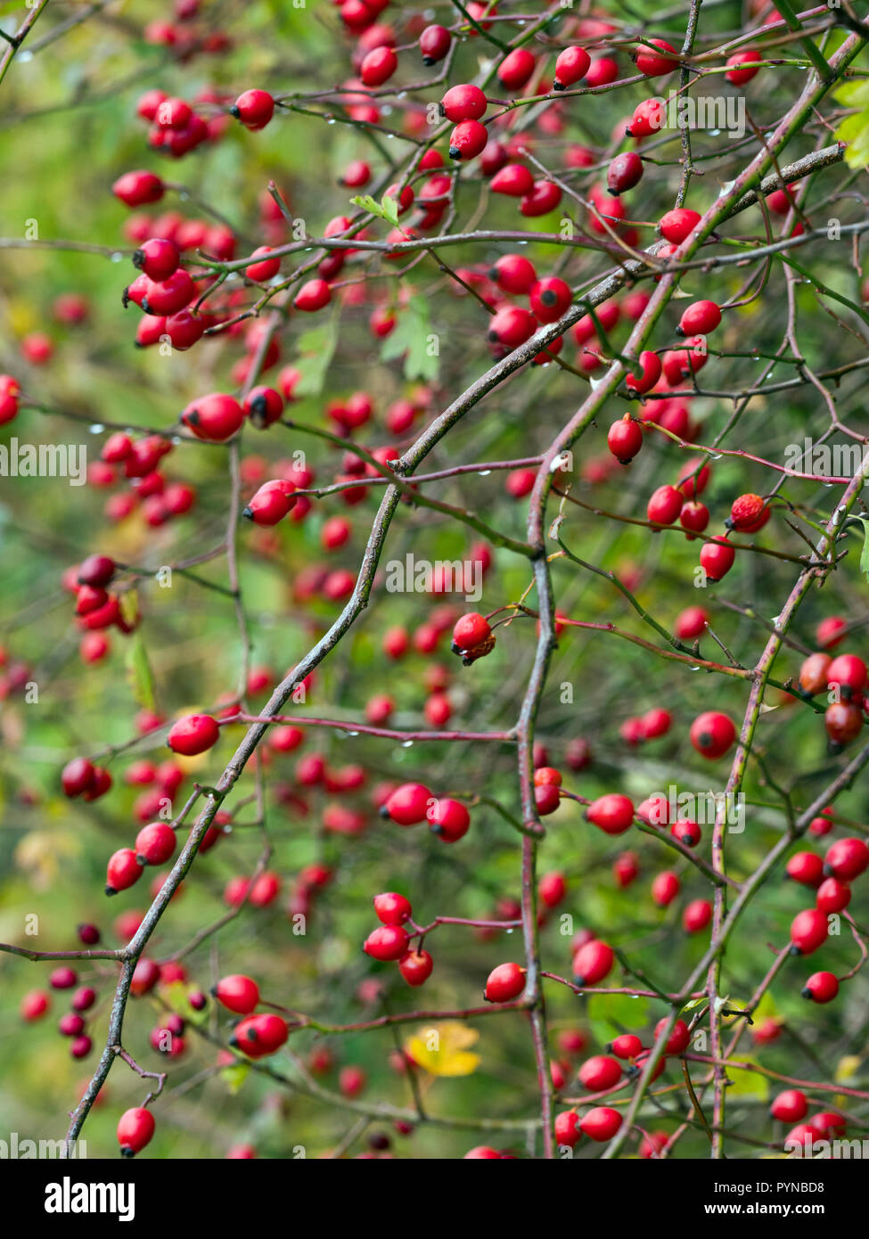 Grow rose hips hi-res stock photography and images - Alamy