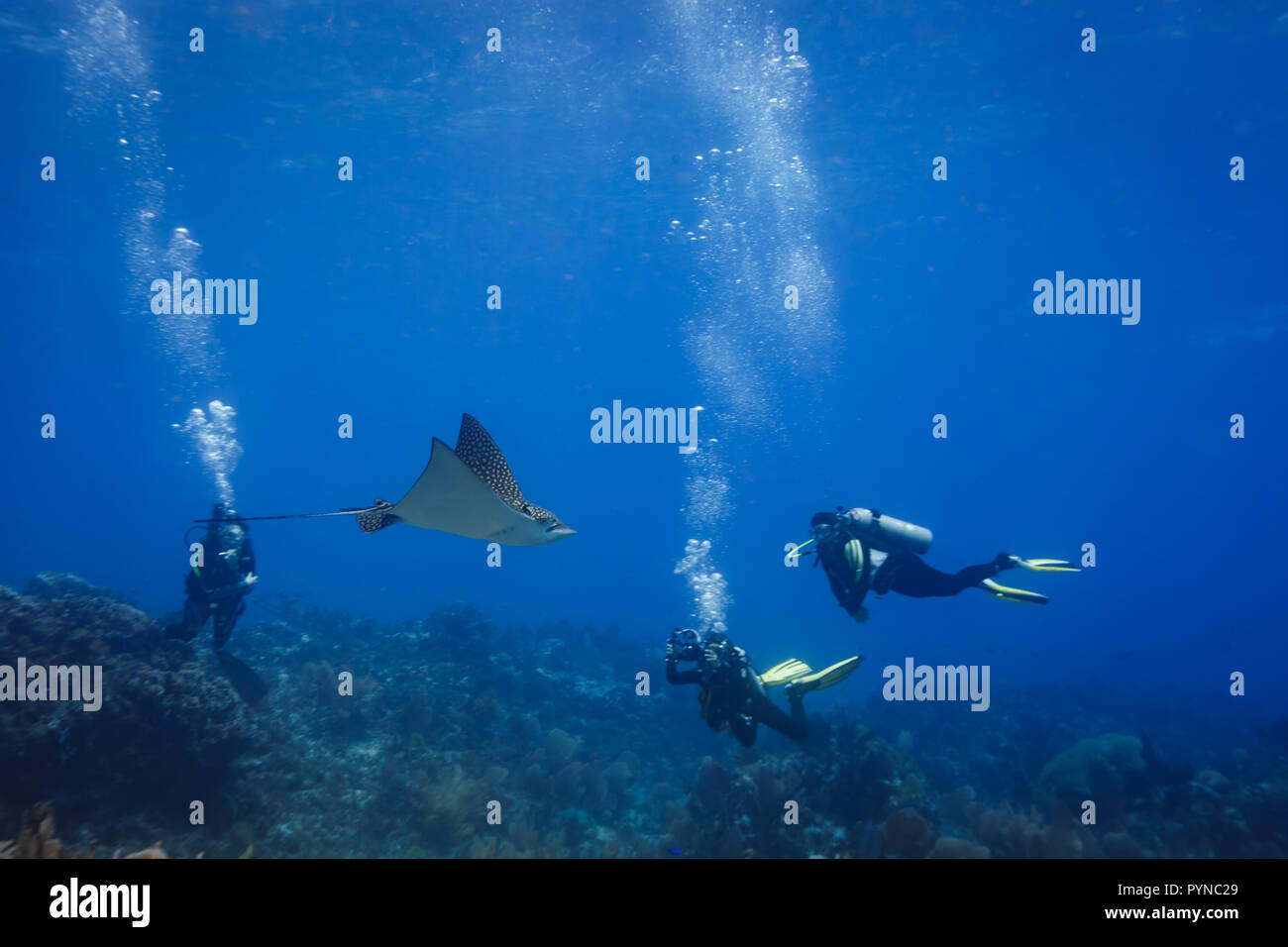 Sting ray swimming hi-res stock photography and images - Alamy