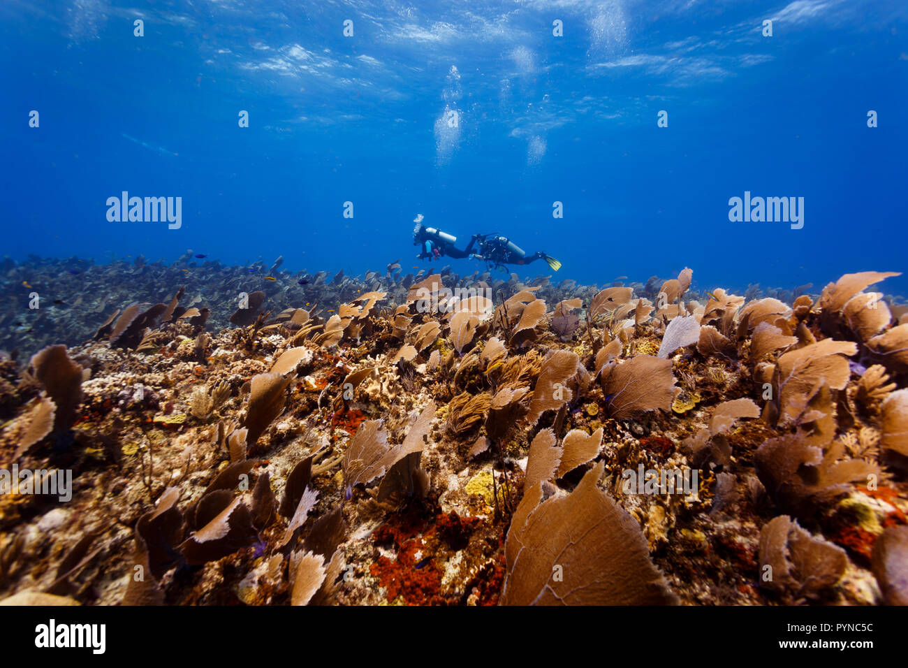 Pair of scuba divers enjoy floating on coral reef Stock Photo - Alamy