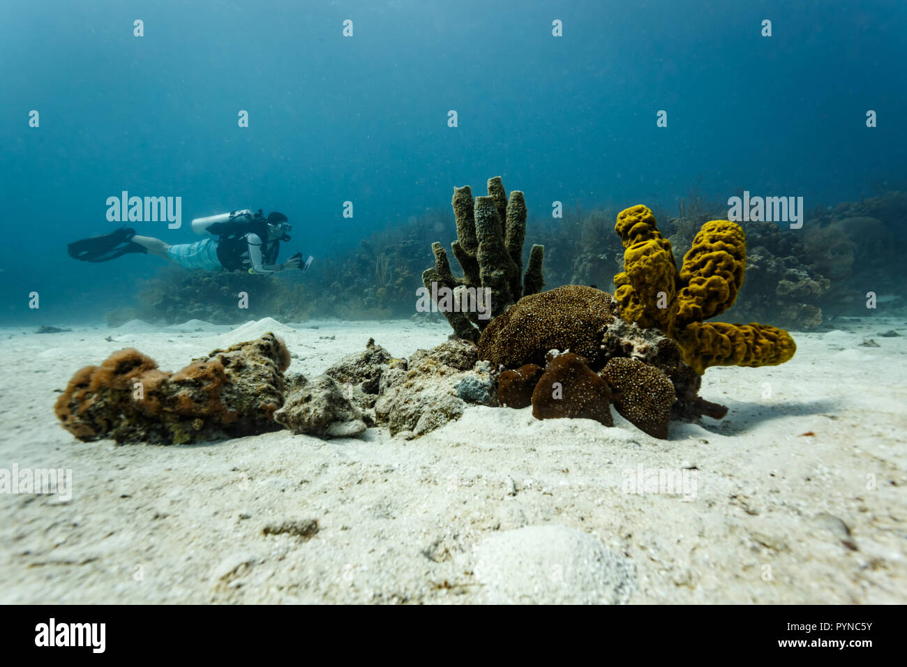 Scuba diver enjoys floating at coral reef behind tube coral and sponges ...