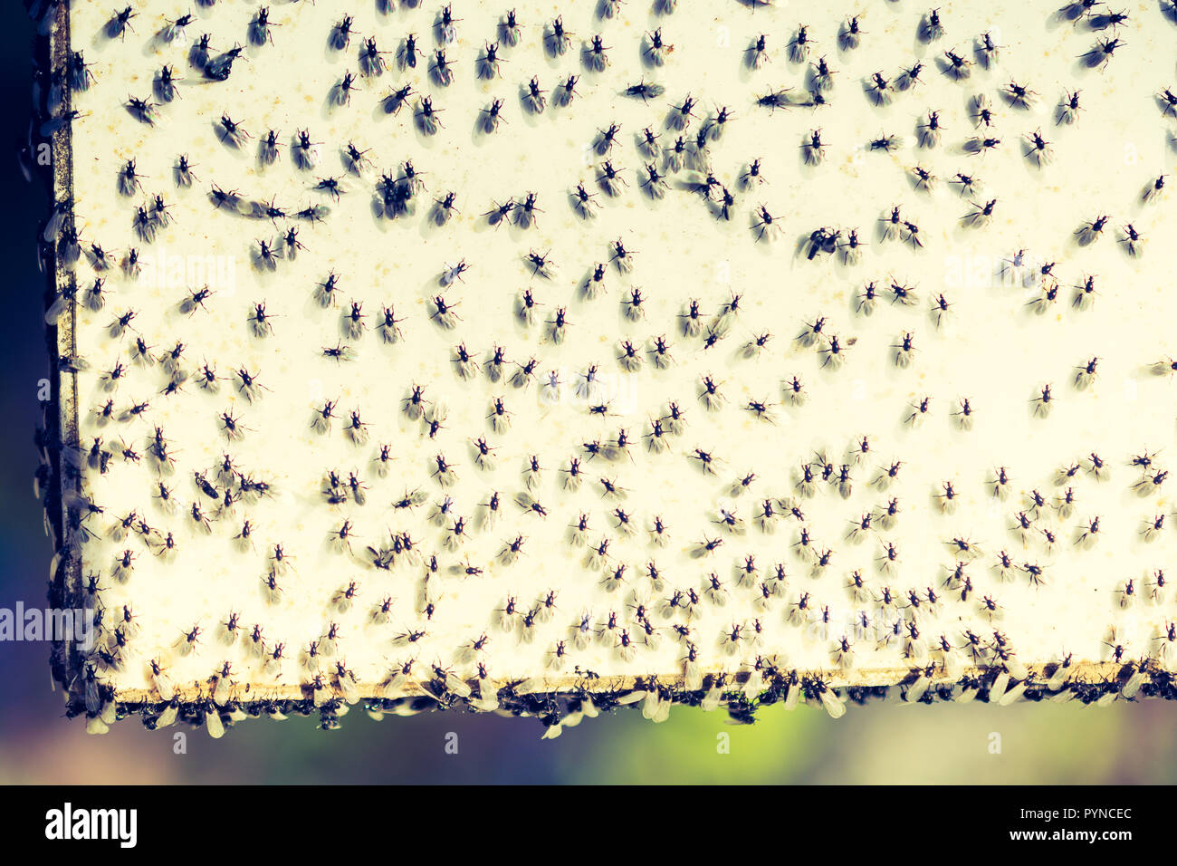 A swarm of flying ants gather on a white background Stock Photo - Alamy