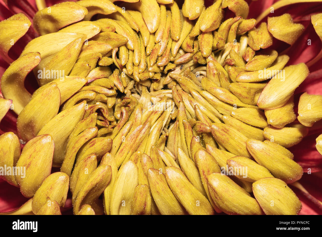 center cluster of an incurve chrysanthemum Stock Photo - Alamy