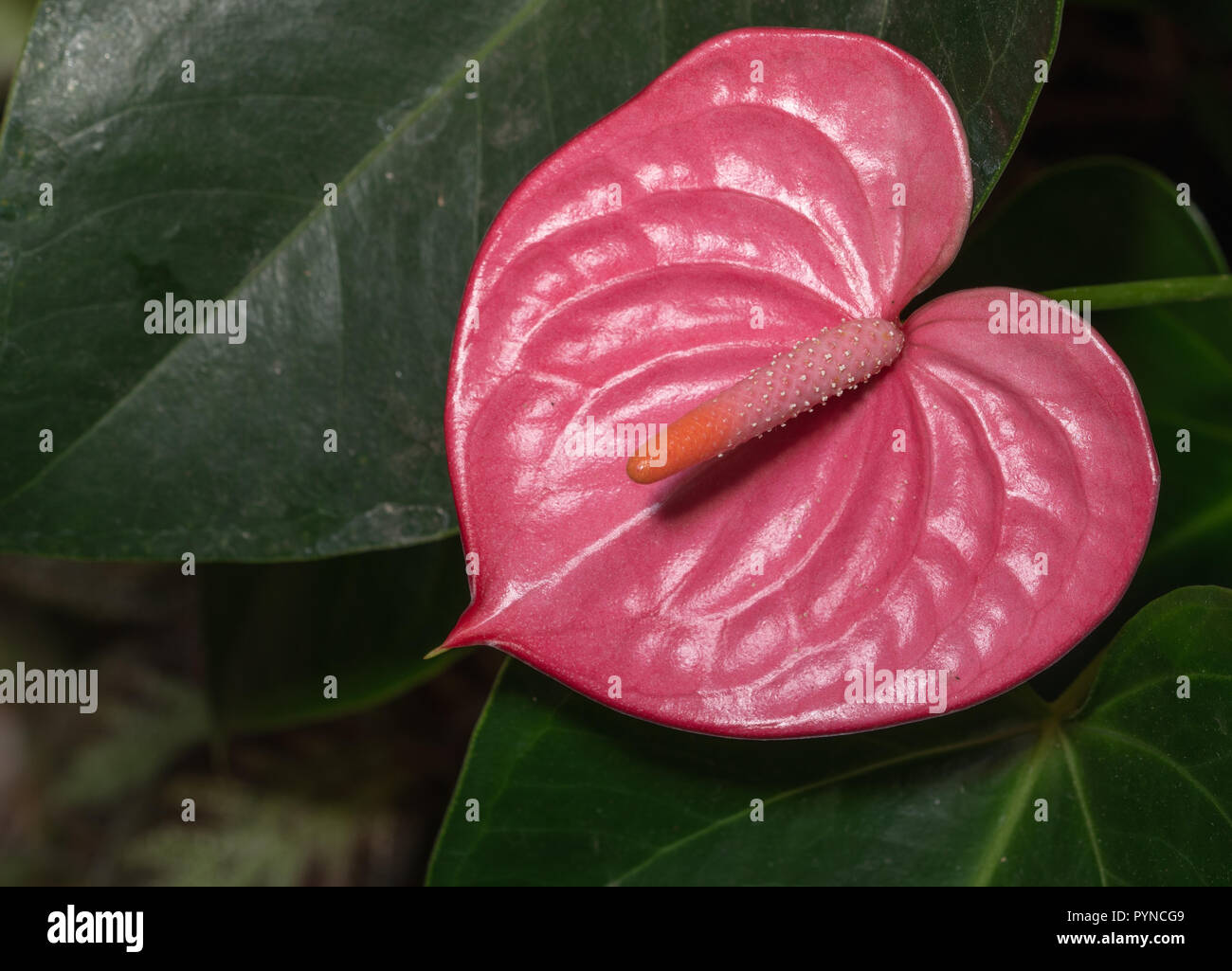Pink color anthurium hi-res stock photography and images - Alamy