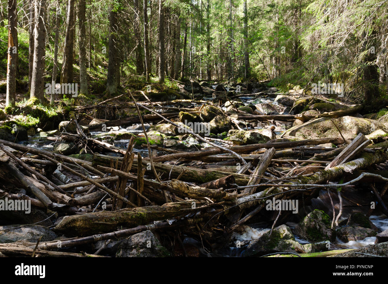 Huge tree small bridge hi-res stock photography and images - Alamy
