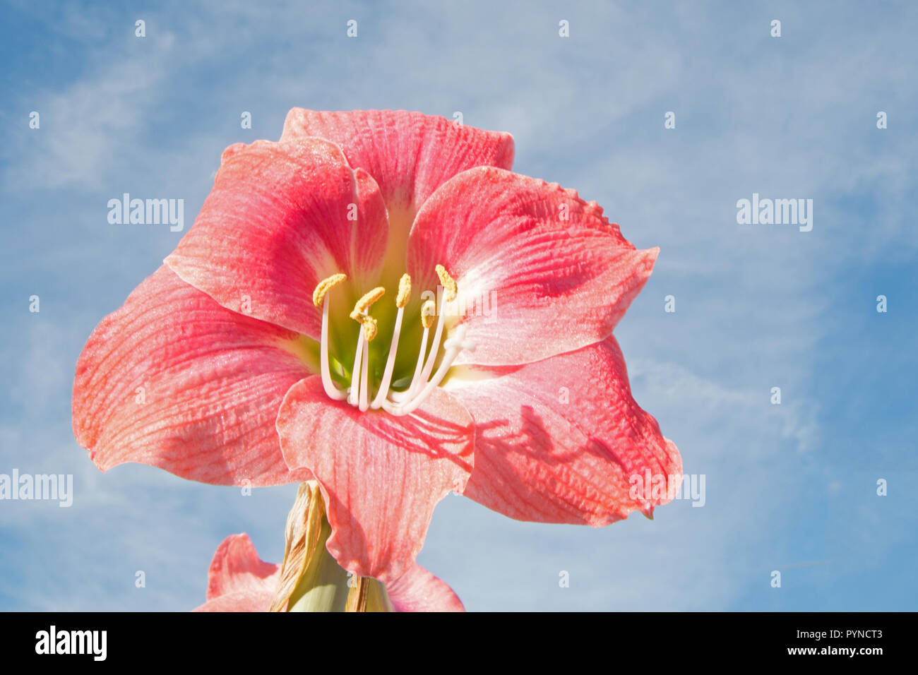 Amaryllis belladonna bulbs hi-res stock photography and images - Alamy