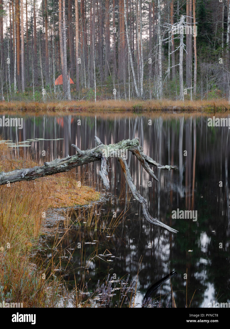 Dead pond plant hi-res stock photography and images - Alamy