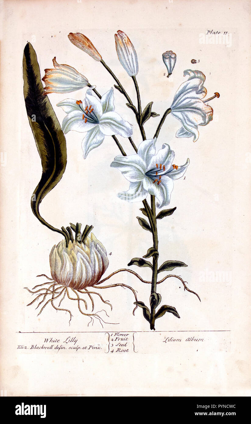 Plate 11 from Elizabeth Blackwell's A curious herbal. Illustration of ...