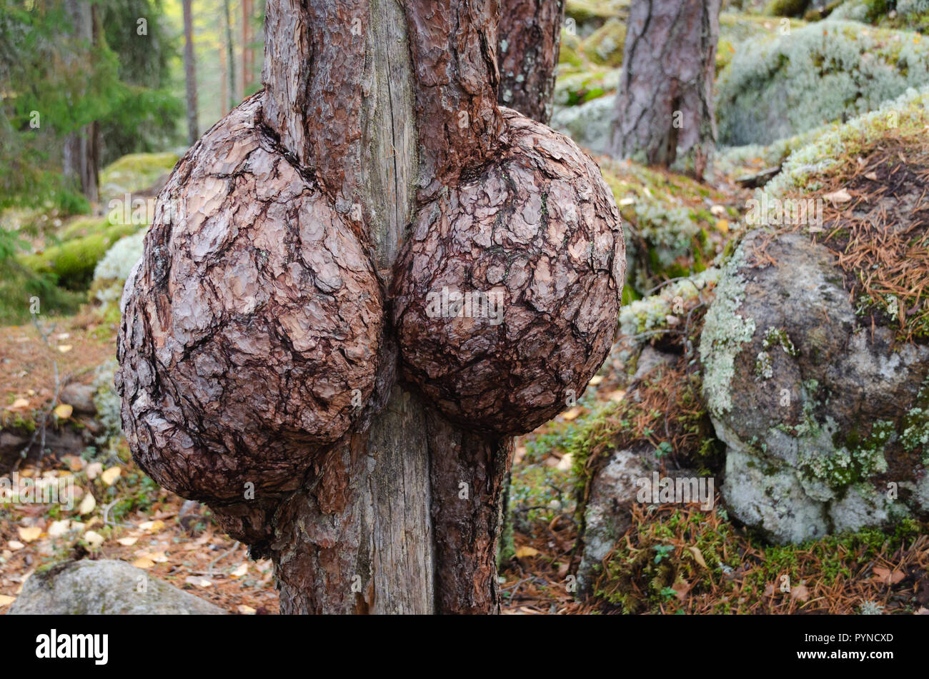 A funny, bottom shaped gnarl on the surface of a pine tree Stock Photo ...