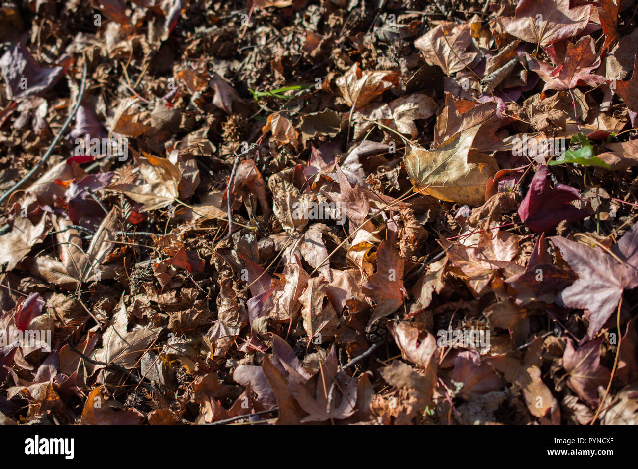 Texture background of autumn season with leaves Stock Photo - Alamy
