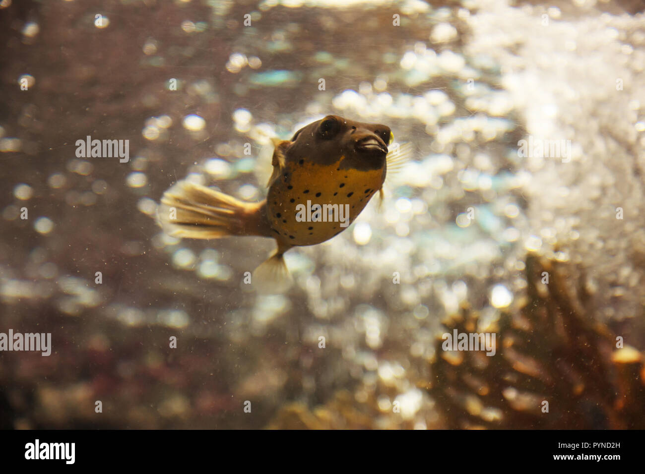 Blackspotted puffer fish or dog-faced puffer (Arothron Nigropunctatus ...