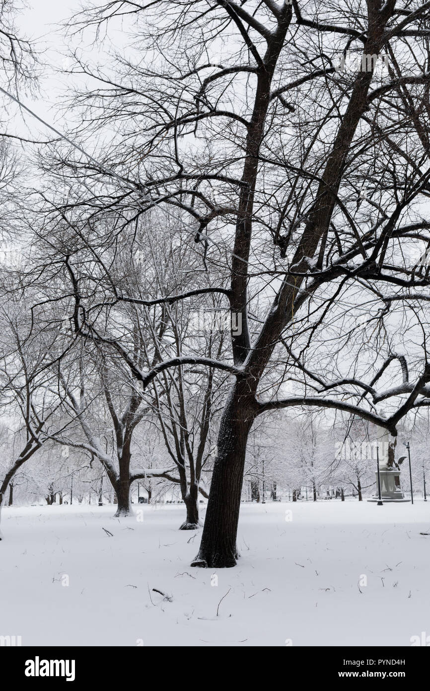 Snow covered trees in Boston Common Stock Photo - Alamy