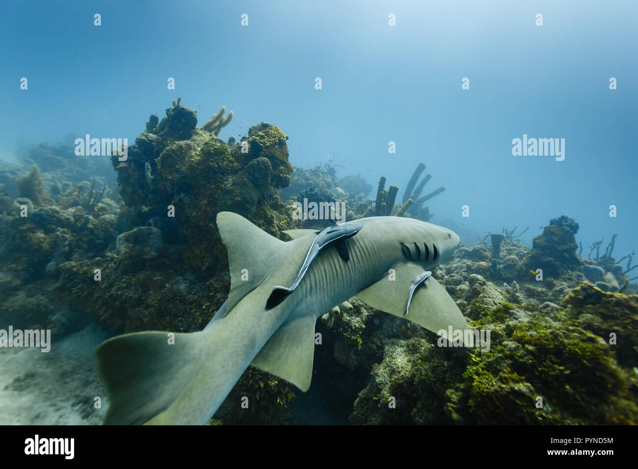 Closeup view of gray nurse shark with two skinny parasite remora fish ...