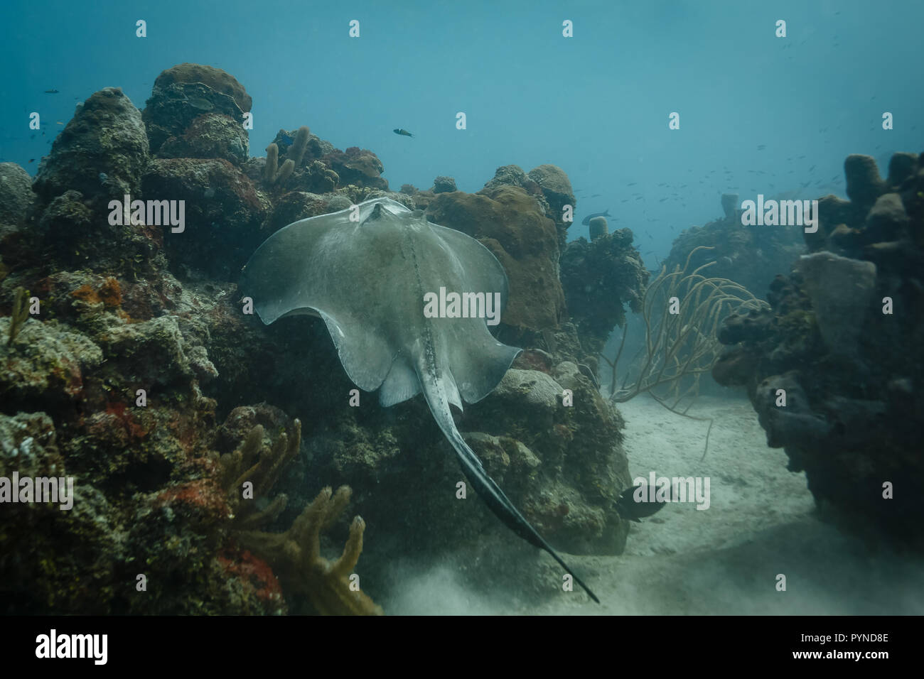 closeup up deadly tail and back of gray sting ray hiding in coral Stock ...