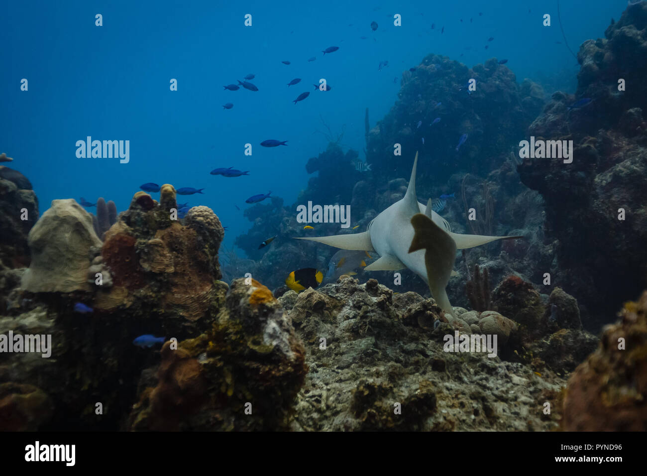 Diver follows nurse shark through coral reef toward group of yellow and ...