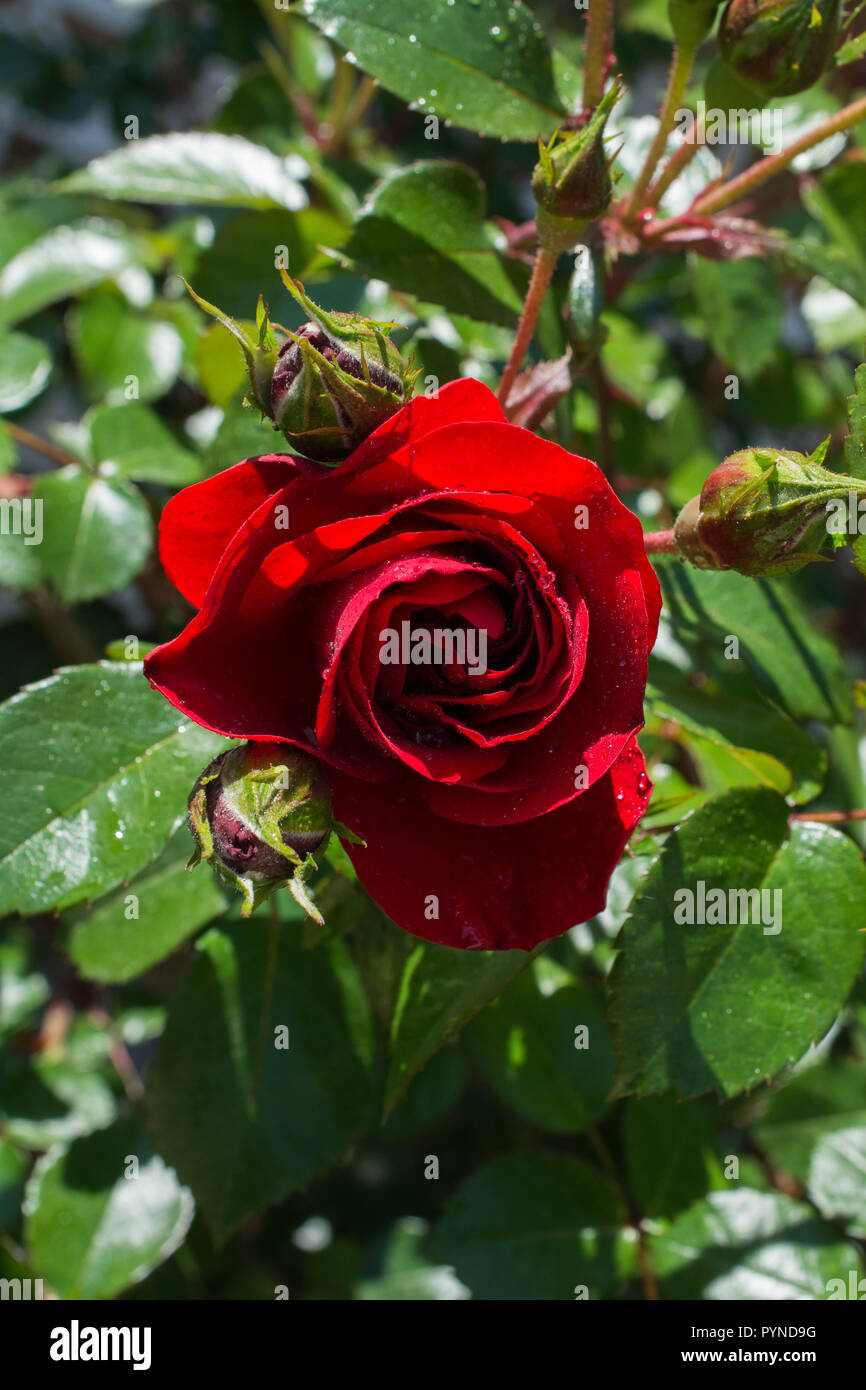 Blooming beautiful colorful rose bud in garden background Stock Photo ...