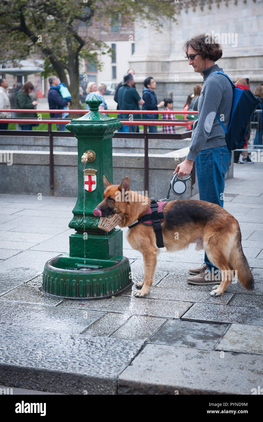 Dog at drinking fountain, street scene, Milan, Italy Stock Photo - Alamy