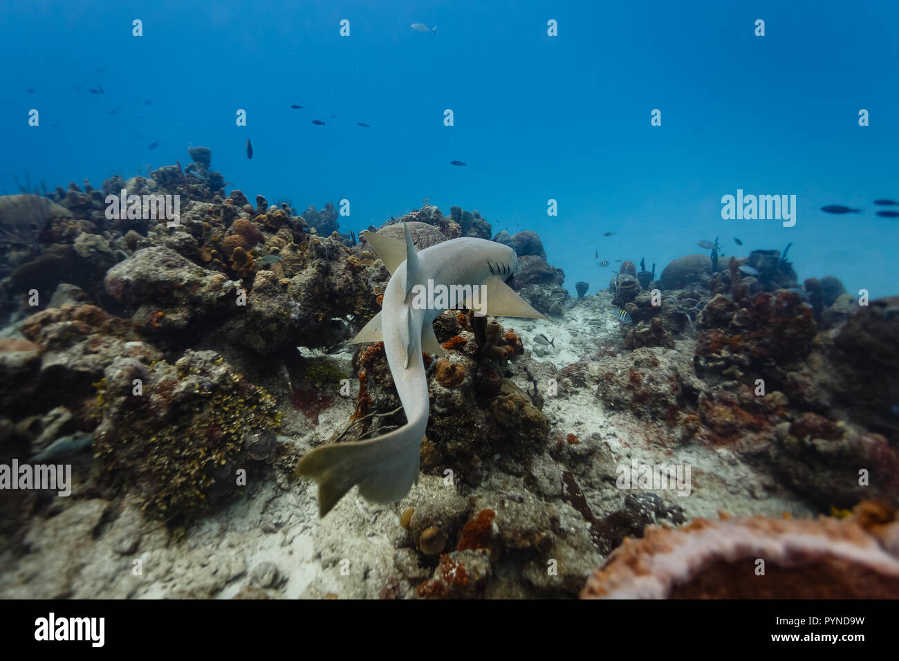 Graceful shark hi-res stock photography and images - Alamy