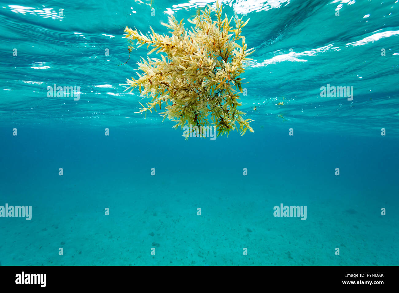 Pretty piece of seaweed poses below water line illuminated by sunshine ...