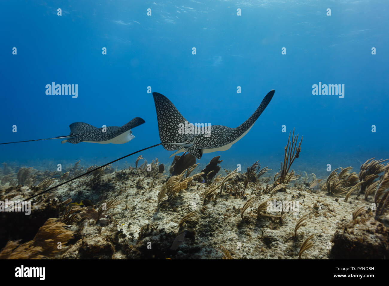 Closeup of long tails and wings of two spotted sting rays swimming ...