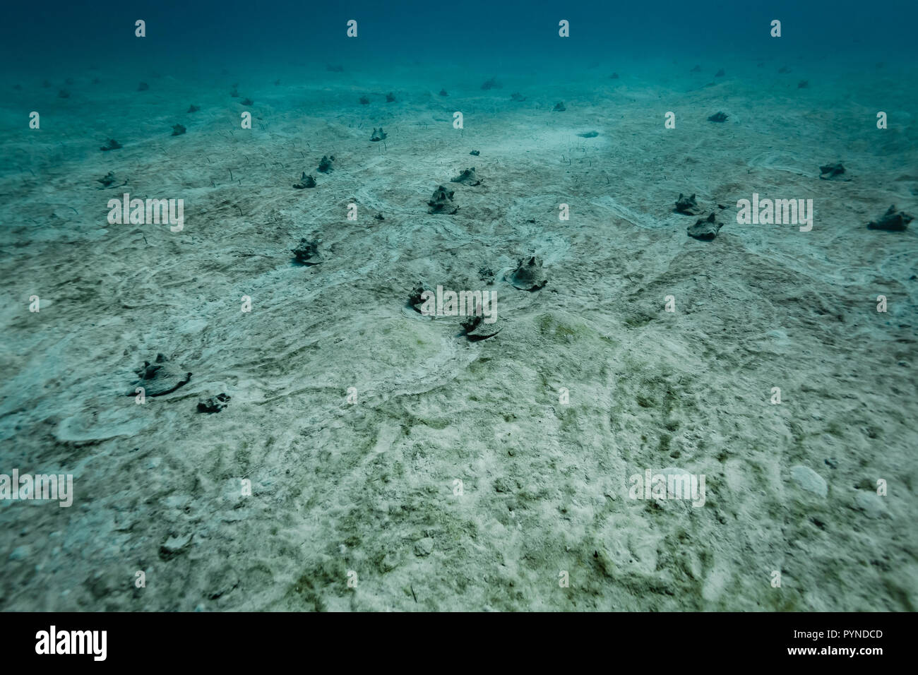 School of stingrays hi-res stock photography and images - Alamy