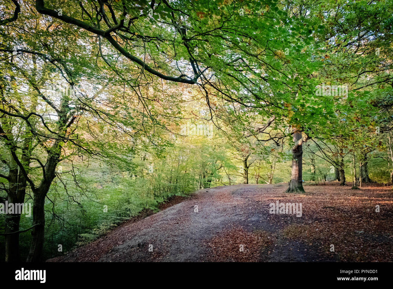 Autumnal scenes in Judy Woods, Wyke, Bradford, West Yorkshire, England ...