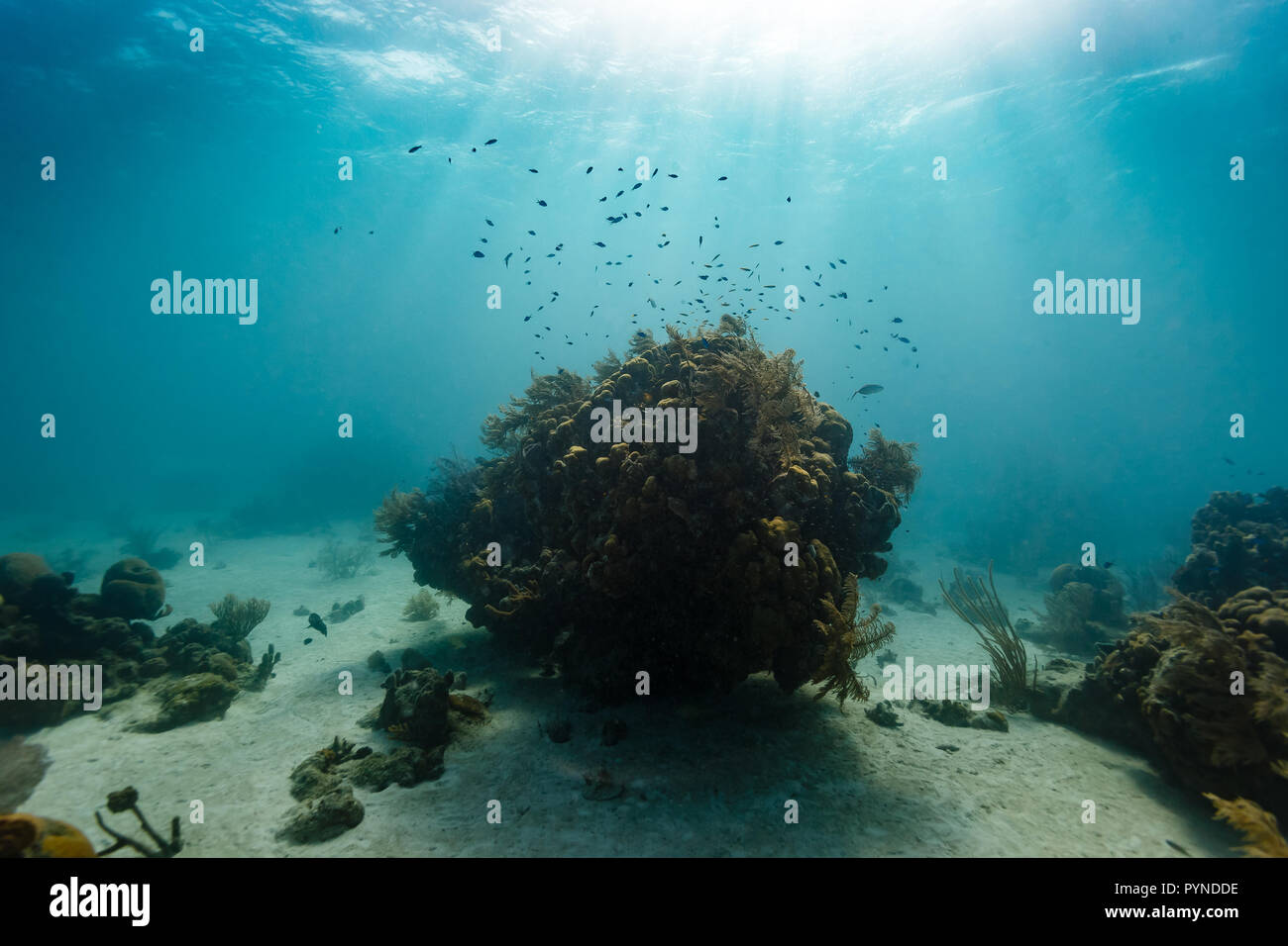 Underwater dance hi-res stock photography and images - Alamy