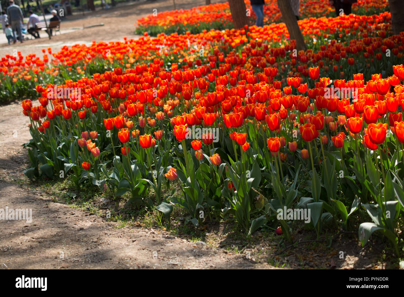 Orange color Tulips Bloom in Spring in garden Stock Photo - Alamy
