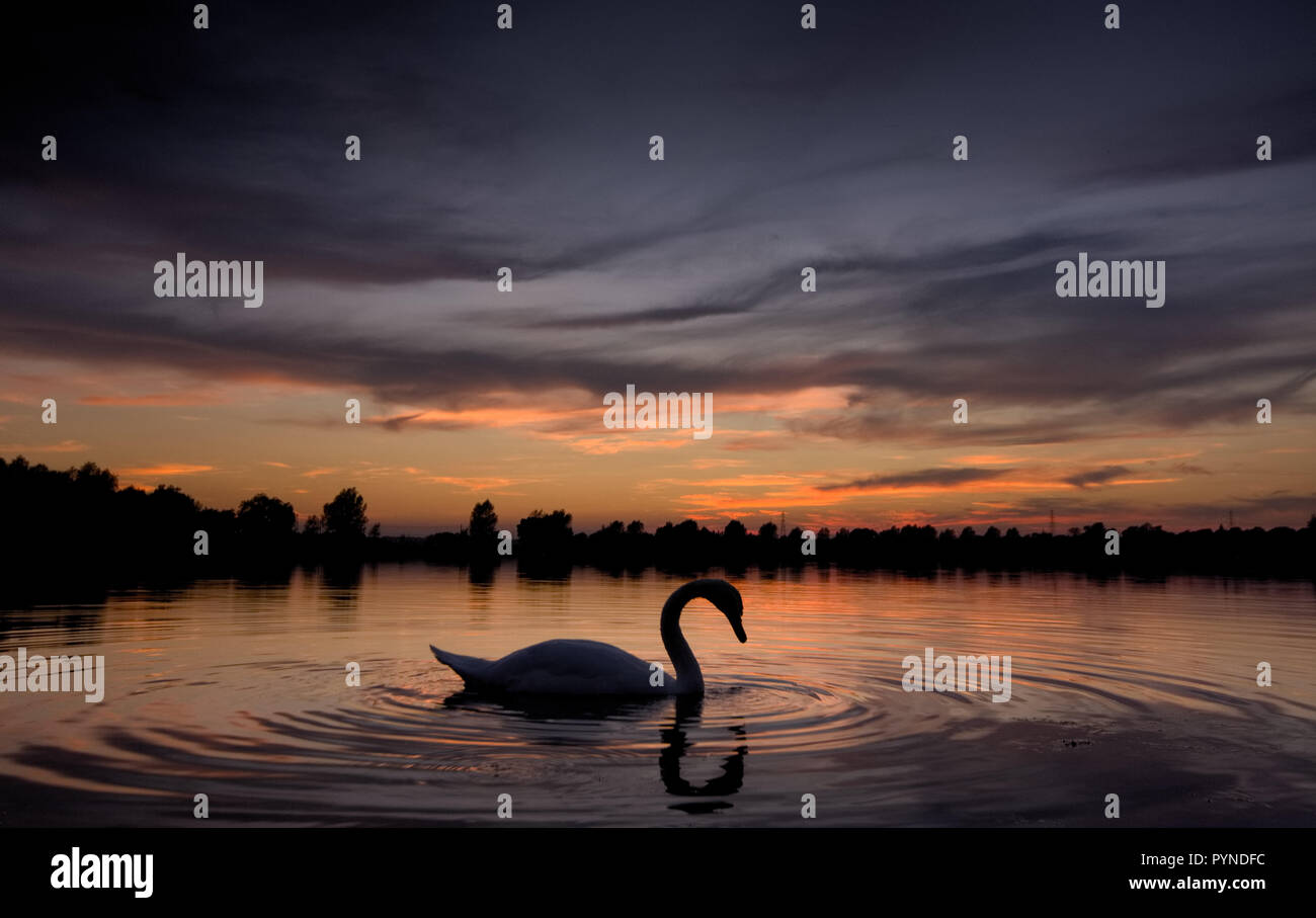 swan at sunset Stock Photo - Alamy