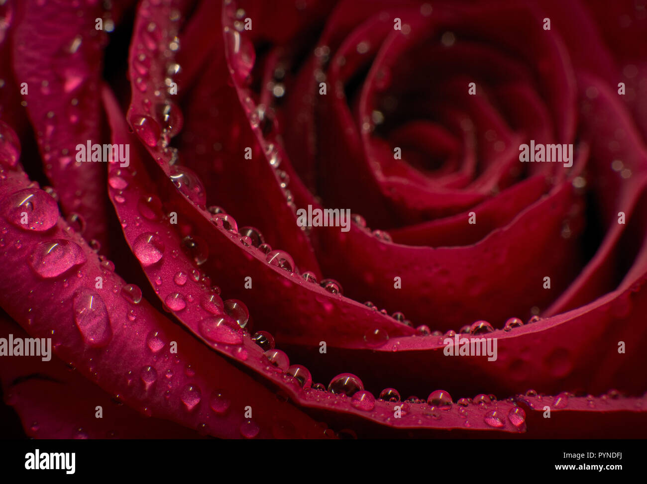 droplets on a red rose Stock Photo - Alamy