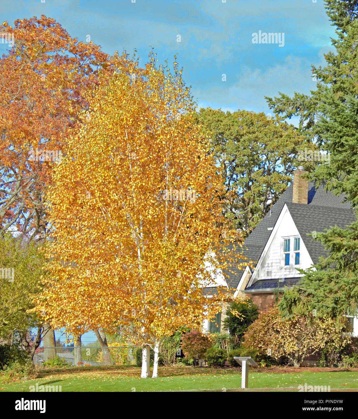 Neighborhood trees show off their vibrant Fall colors Stock Photo - Alamy