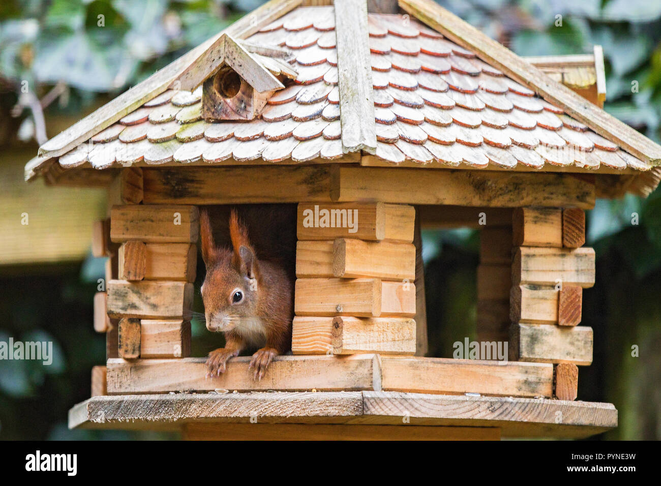 Eurasian Red Squirrel (Sciurus vulgaris) sitting in bird house for ...