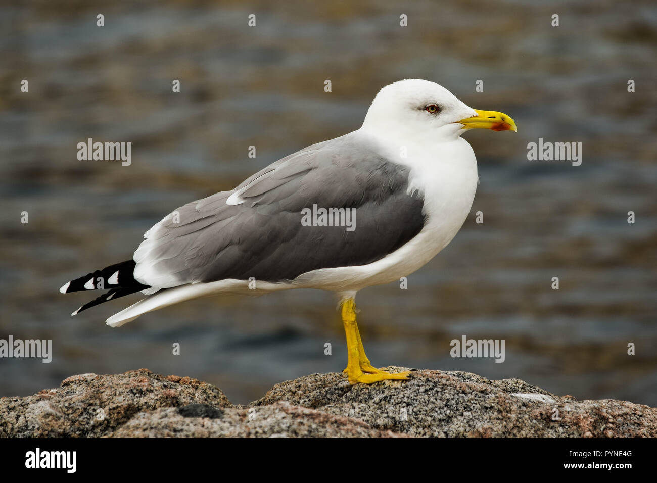 Spanish seagull hi-res stock photography and images - Alamy