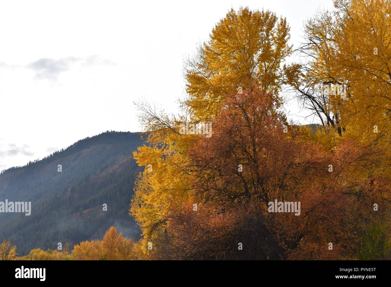 Leaves showing off their fall colors on a overcast October day Stock ...