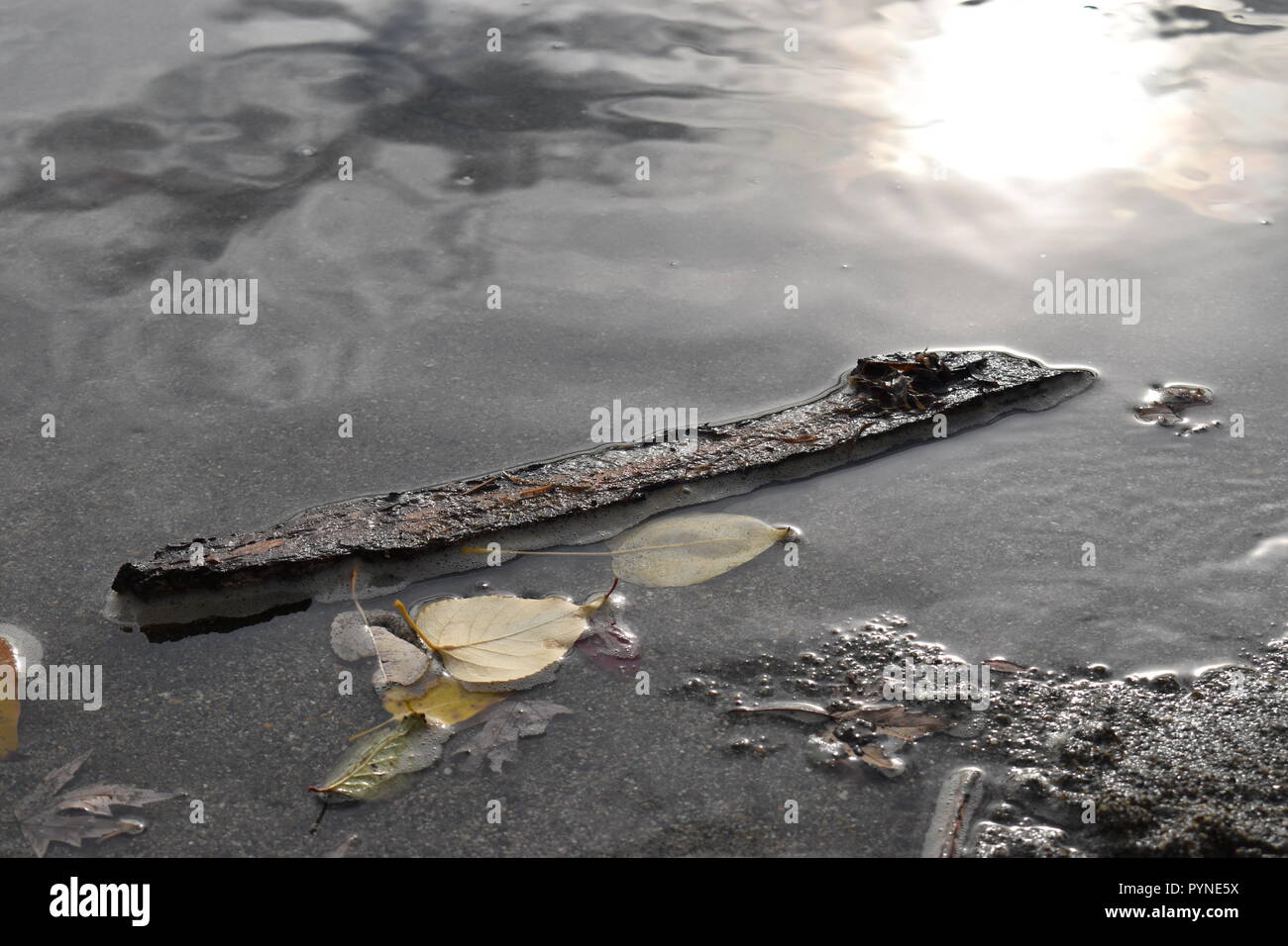 A lone piece of bark floats alongside some leaves Stock Photo - Alamy