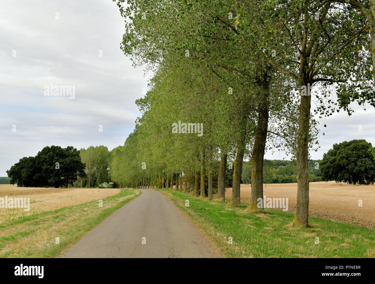 Boundary Trees High Resolution Stock Photography and Images - Alamy