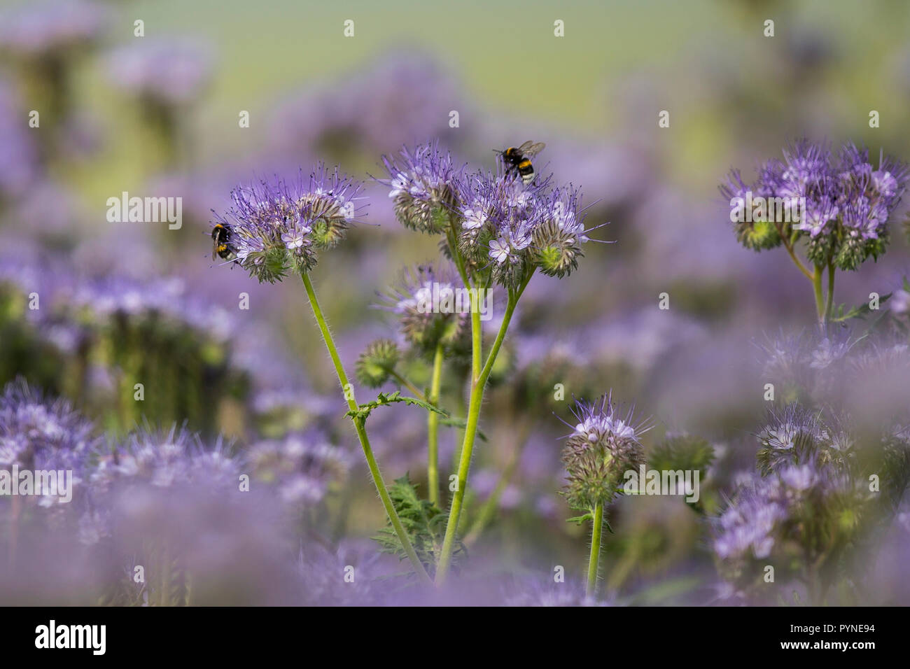 Buff-tailed bumble bee (Bombus terrestris) on Scorpionweed (Phacelia ...