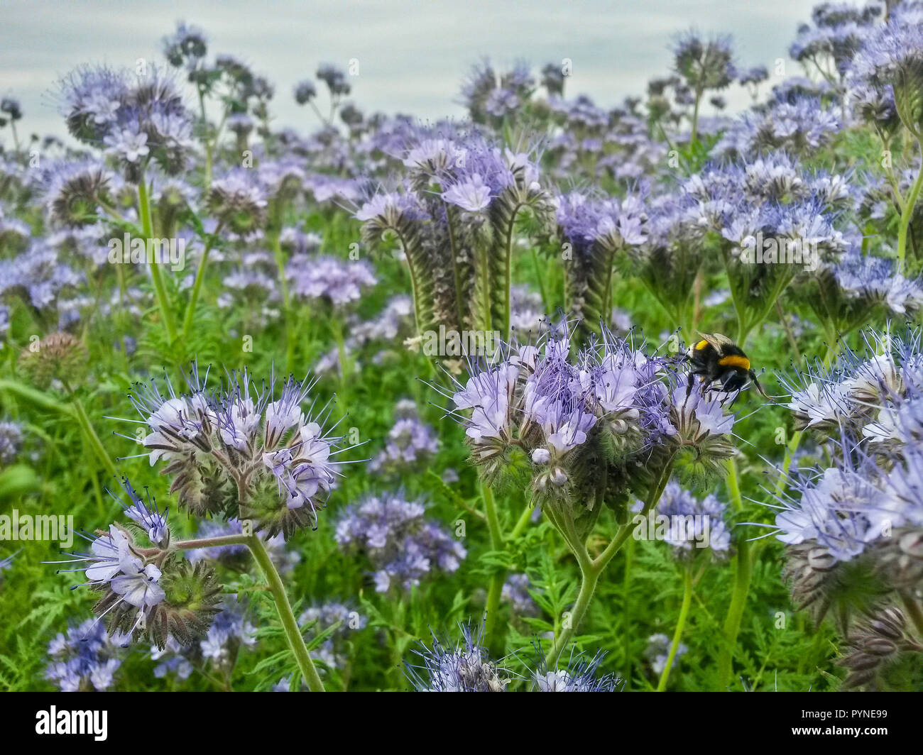 Buff-tailed bumble bee (Bombus terrestris) on Scorpionweed (Phacelia ...