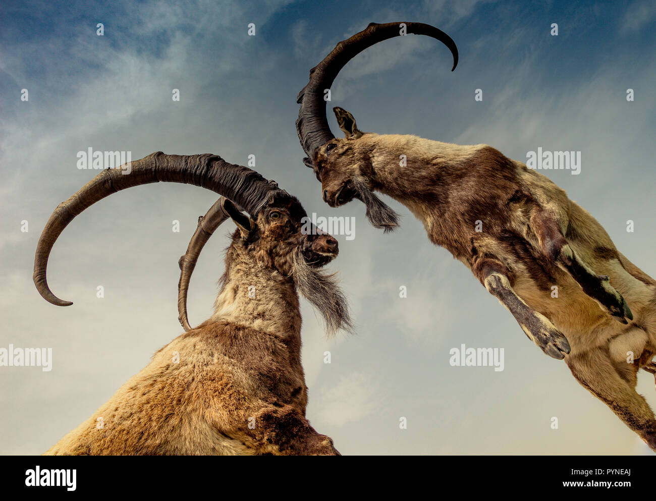 Mountain goat horns hi-res stock photography and images - Alamy