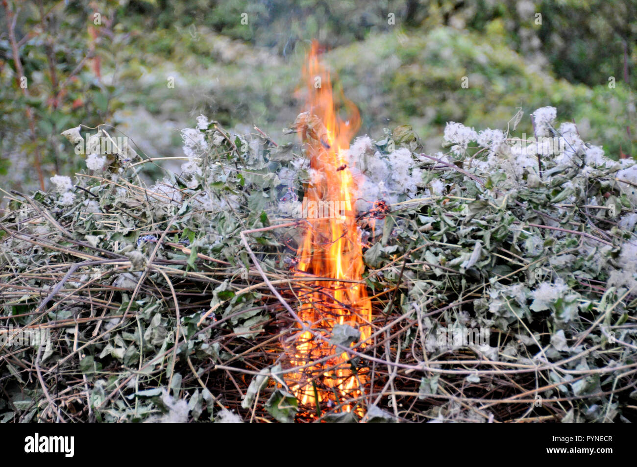Contaminate leaf hi-res stock photography and images - Alamy