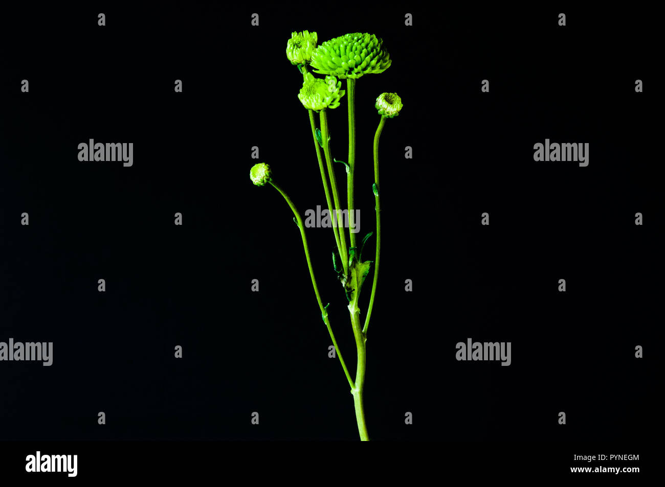 Green button poms hi-res stock photography and images - Alamy