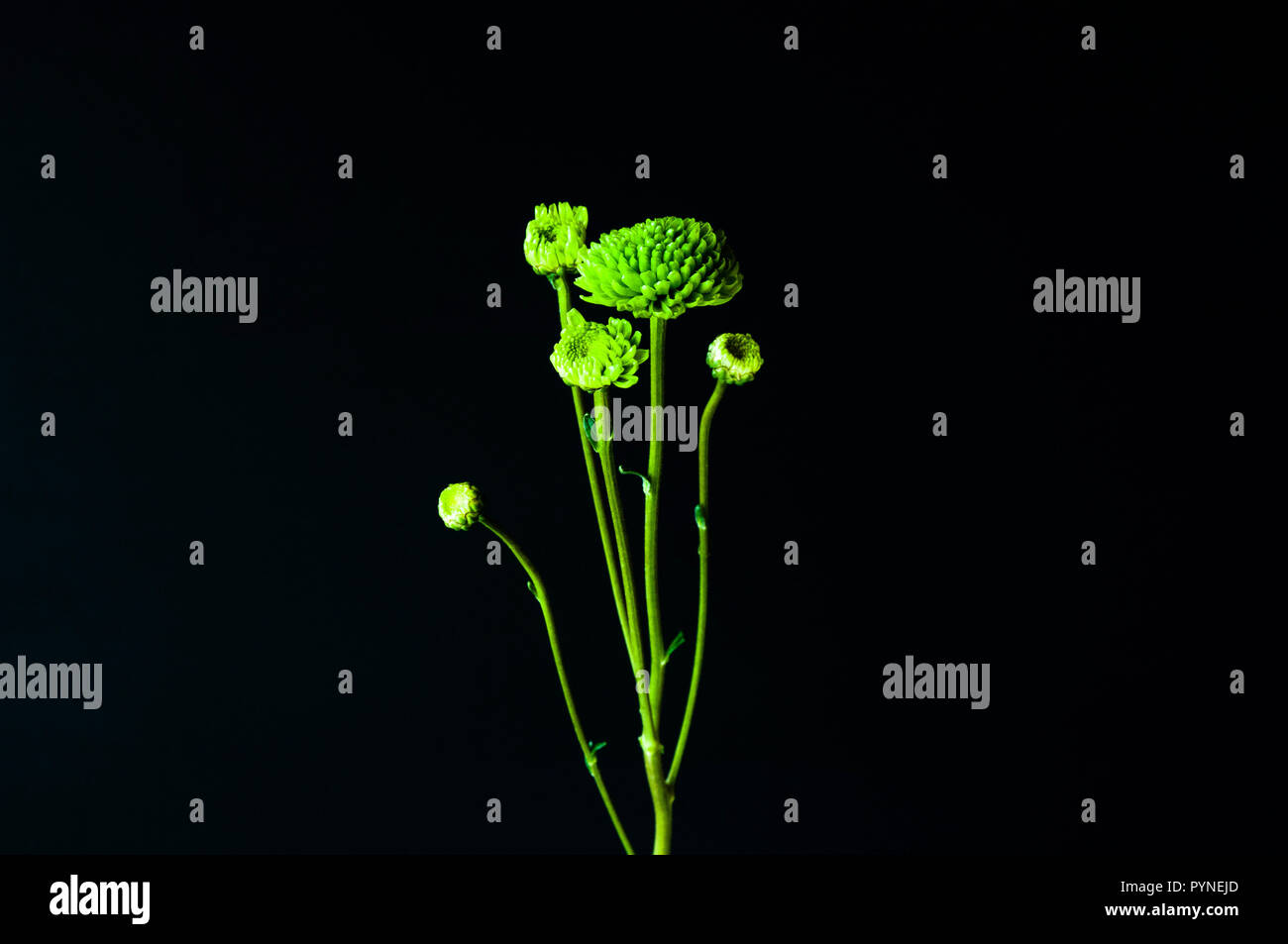 Green button poms hi-res stock photography and images - Alamy