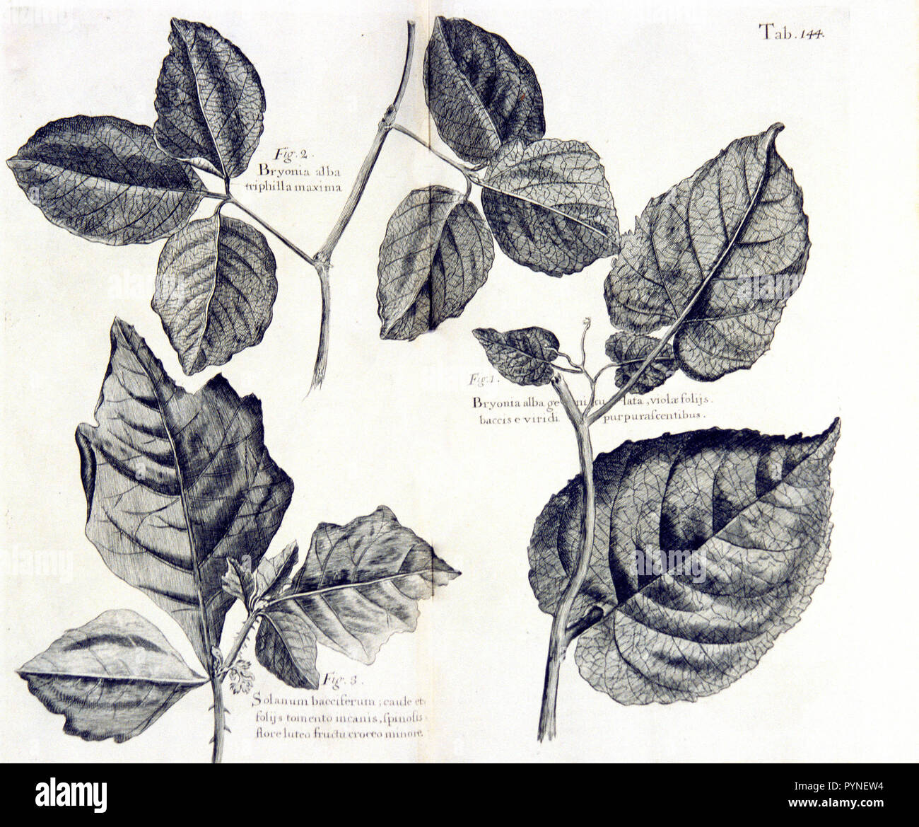 Bryonia alba drawing hi-res stock photography and images - Alamy