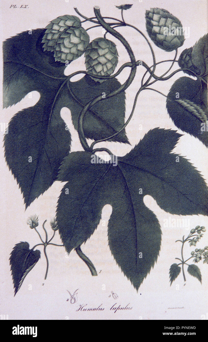 Colored engraving of a common hop plant Stock Photo - Alamy
