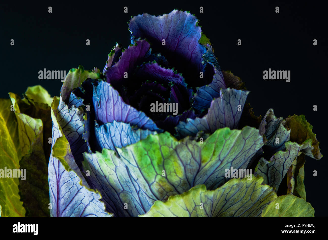 A single stalk of ornamental cabbage or ornamental kale flowering plant ...