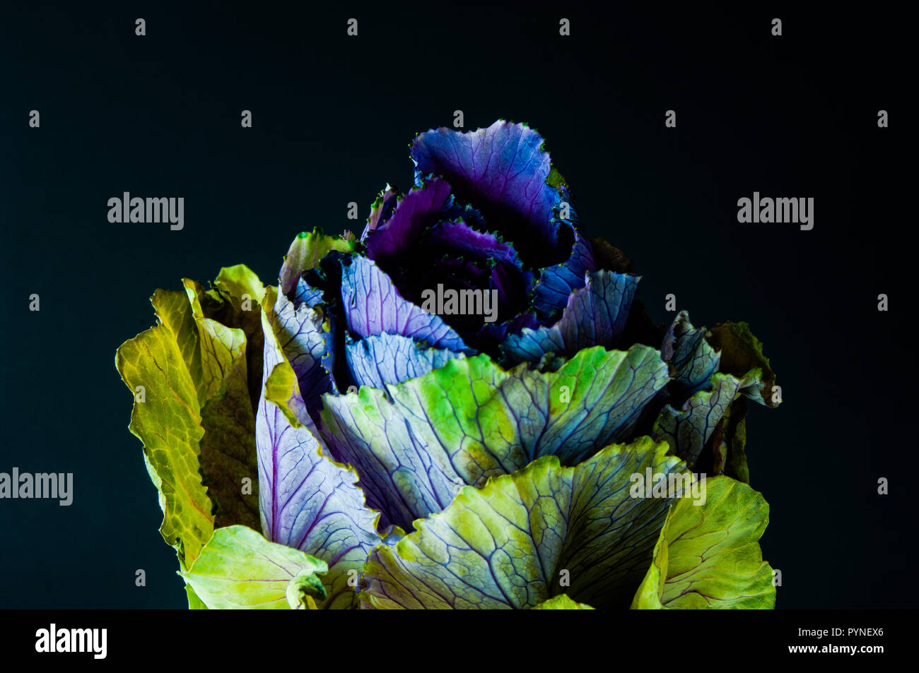 A single stalk of ornamental cabbage or ornamental kale flowering plant ...