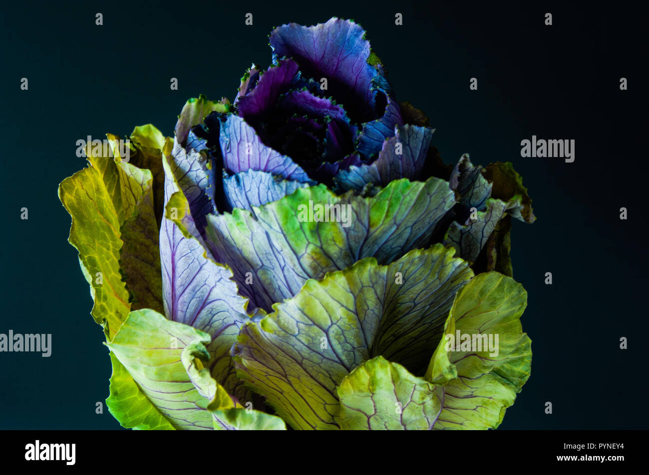 A single stalk of ornamental cabbage or ornamental kale flowering plant ...