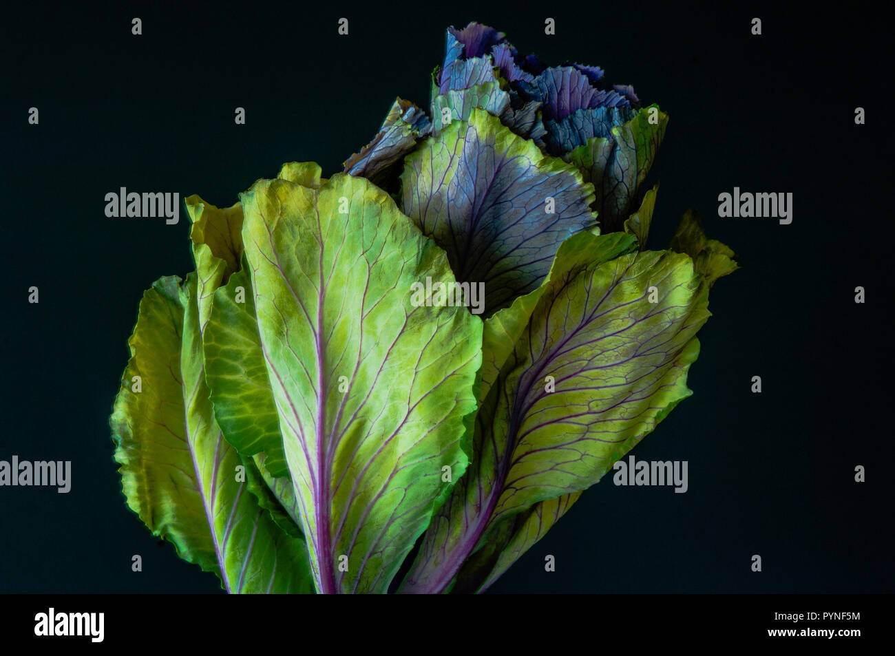 A single stalk of ornamental cabbage or ornamental kale flowering plant ...